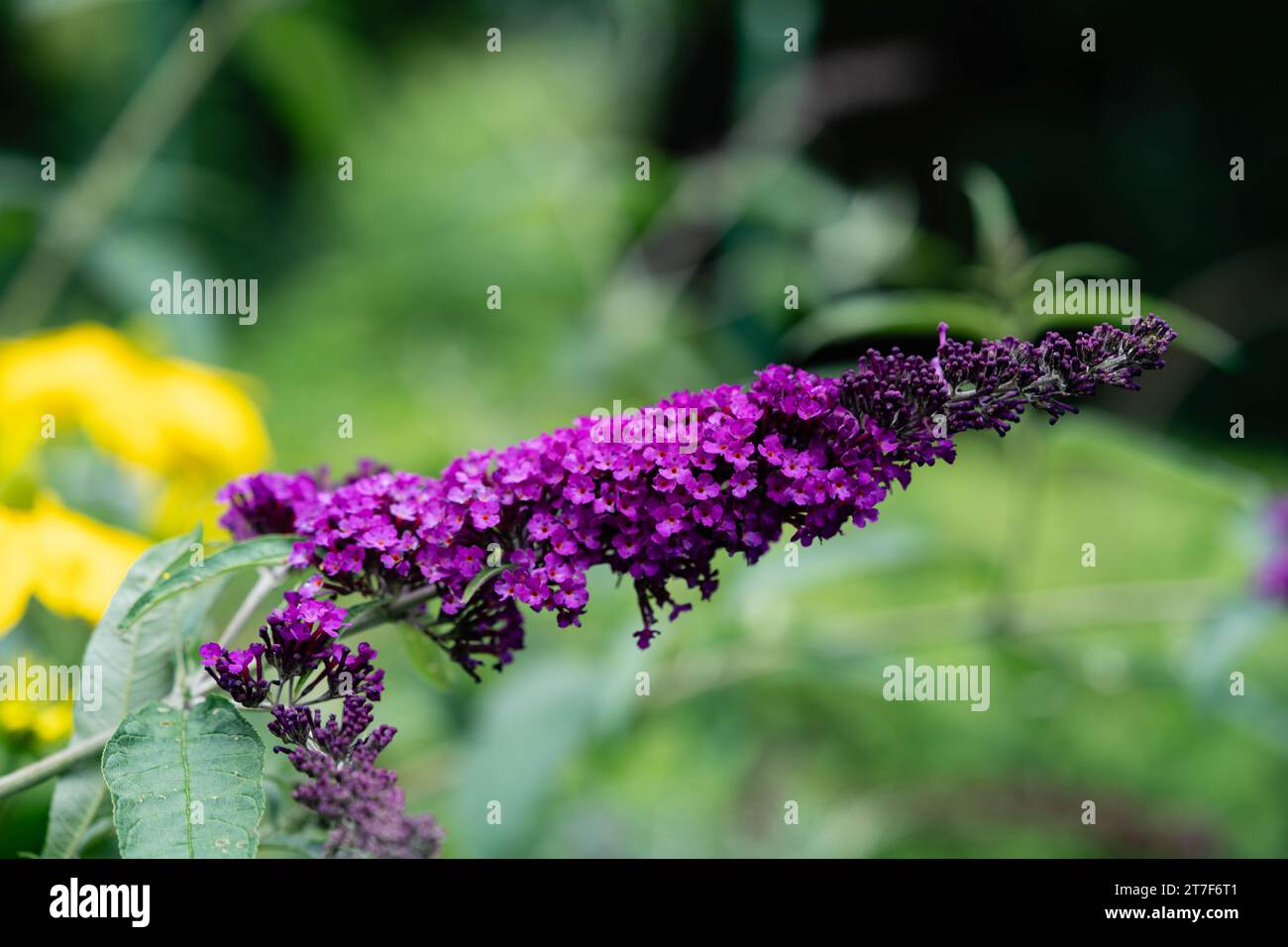 insects on the butterfly bush Buddleja davidii Stock Photo - Alamy
