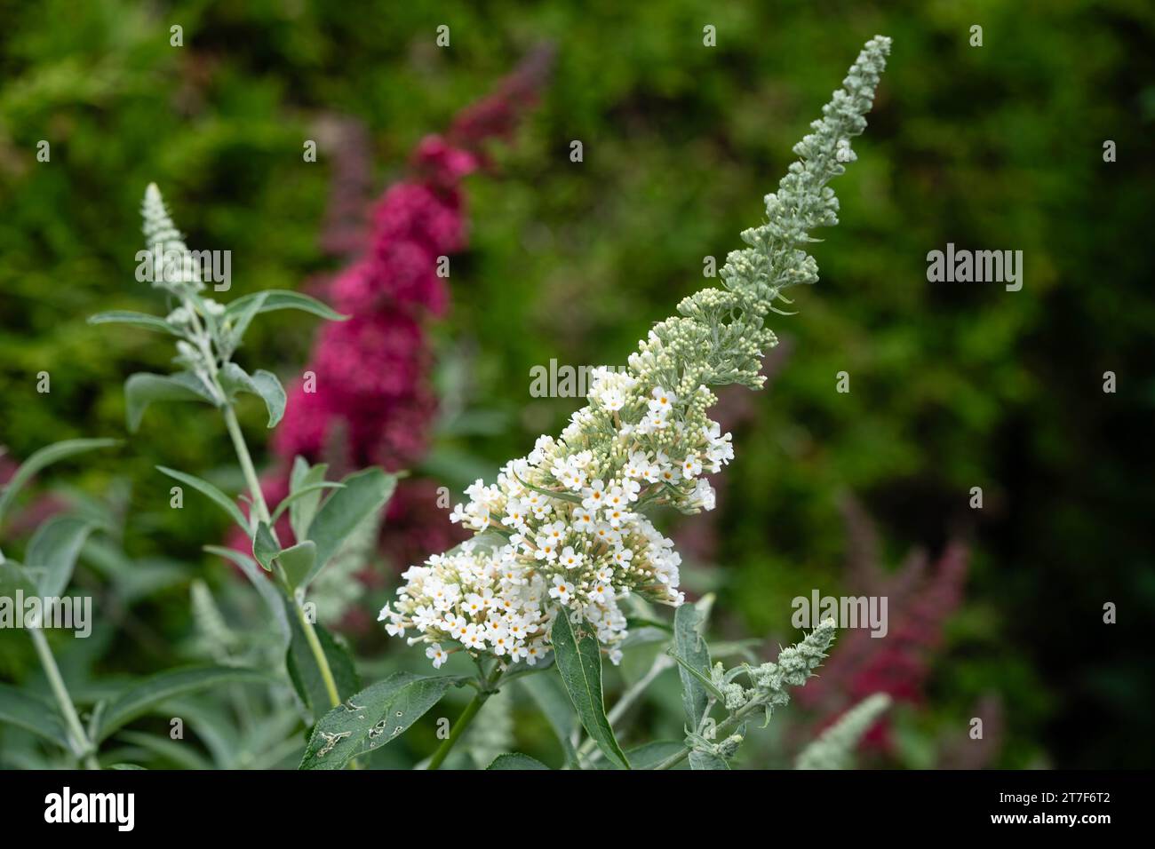 insects on the butterfly bush Buddleja davidii Stock Photo - Alamy