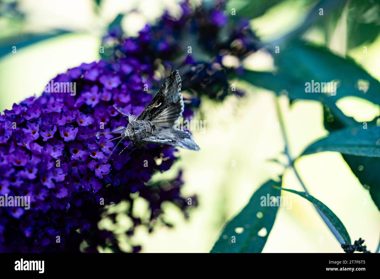 insects on the butterfly bush Buddleja davidii Stock Photo - Alamy