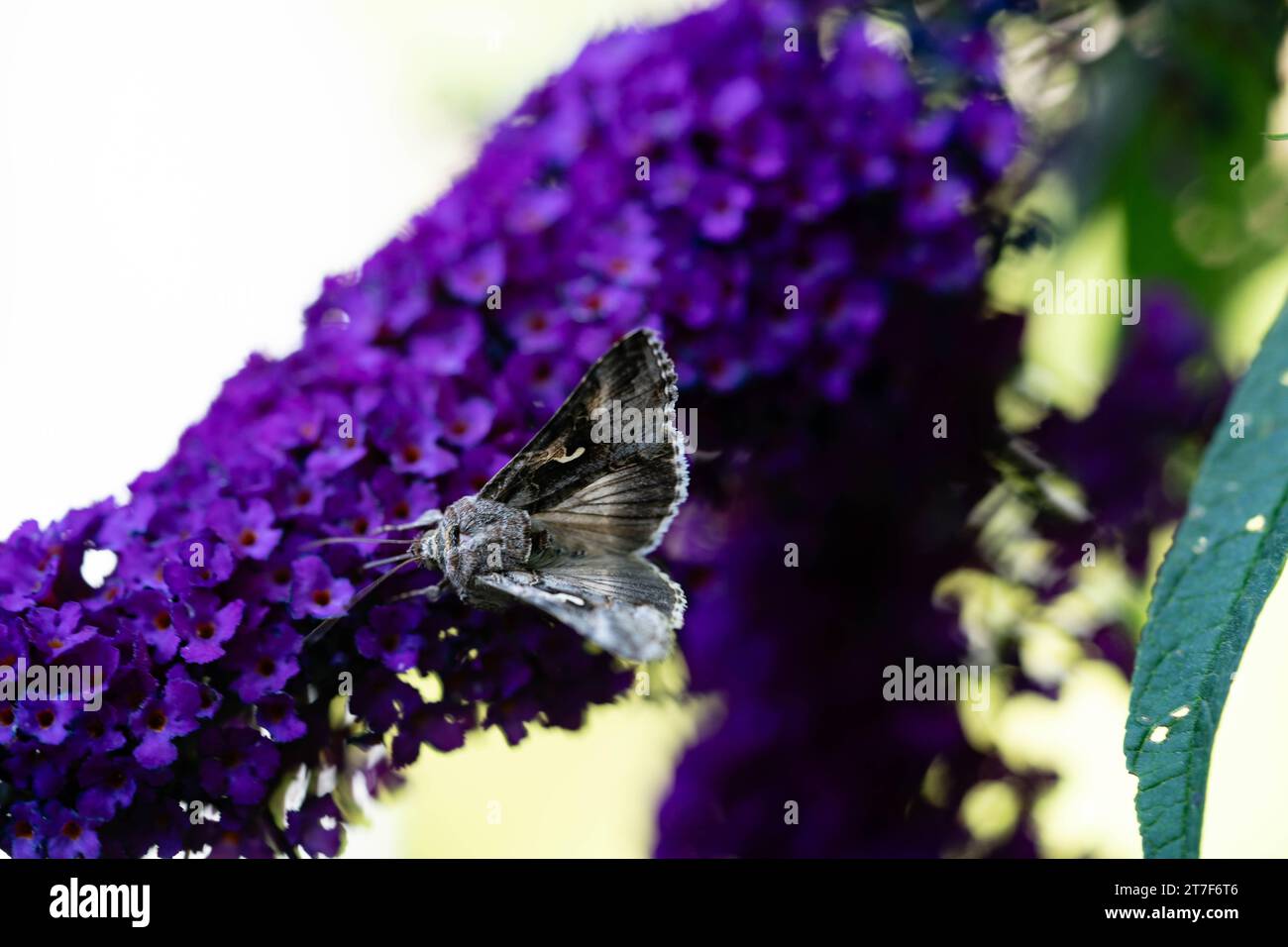 insects on the butterfly bush Buddleja davidii Stock Photo - Alamy