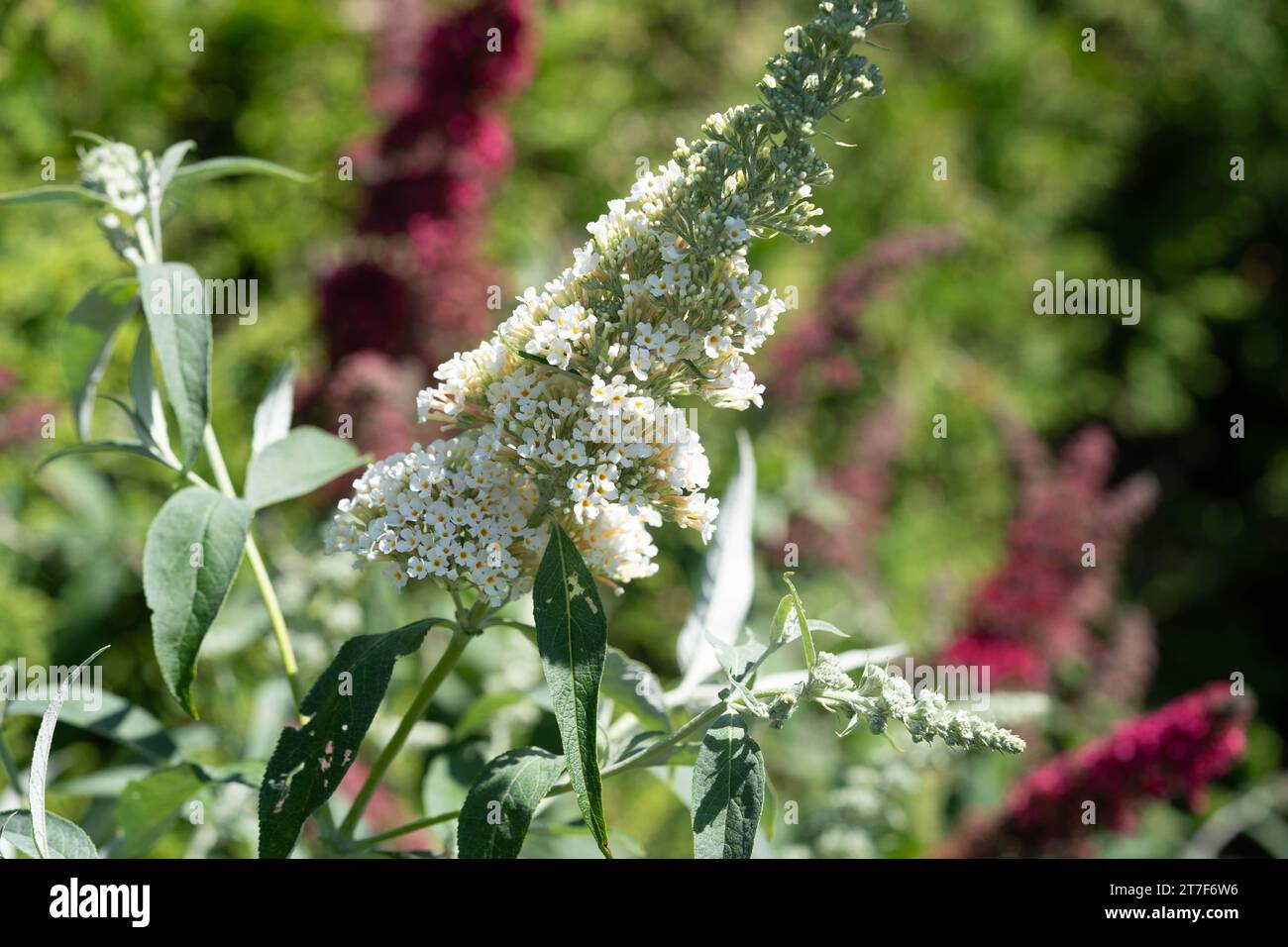 insects on the butterfly bush Buddleja davidii Stock Photo - Alamy