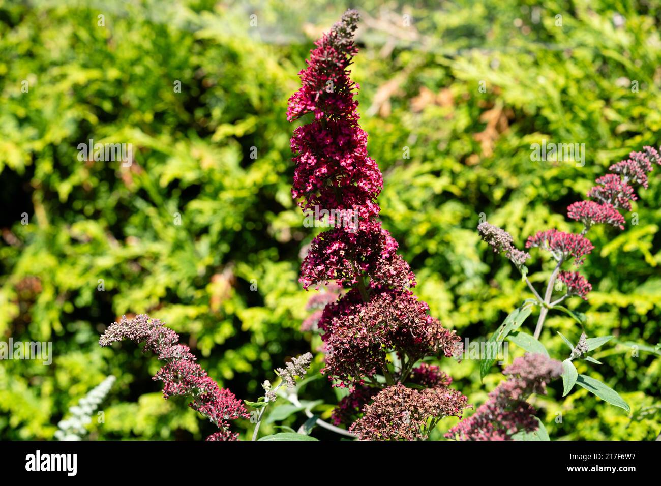 insects on the butterfly bush Buddleja davidii Stock Photo - Alamy