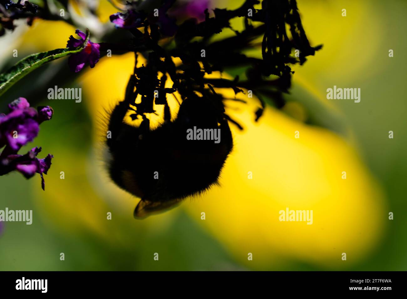 insects on the butterfly bush Buddleja davidii Stock Photo - Alamy