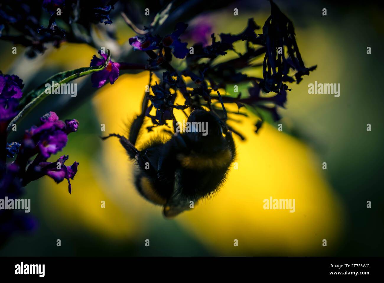 insects on the butterfly bush Buddleja davidii Stock Photo - Alamy