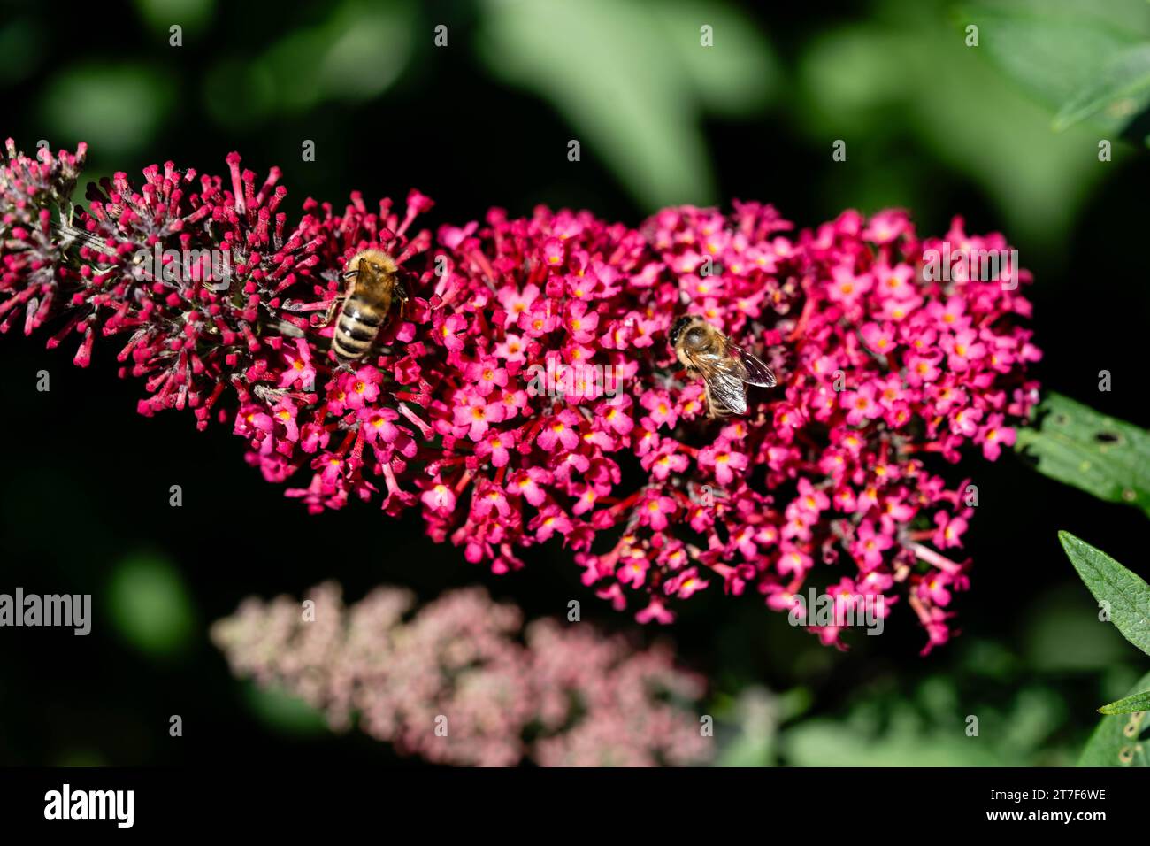 insects on the butterfly bush Buddleja davidii Stock Photo - Alamy