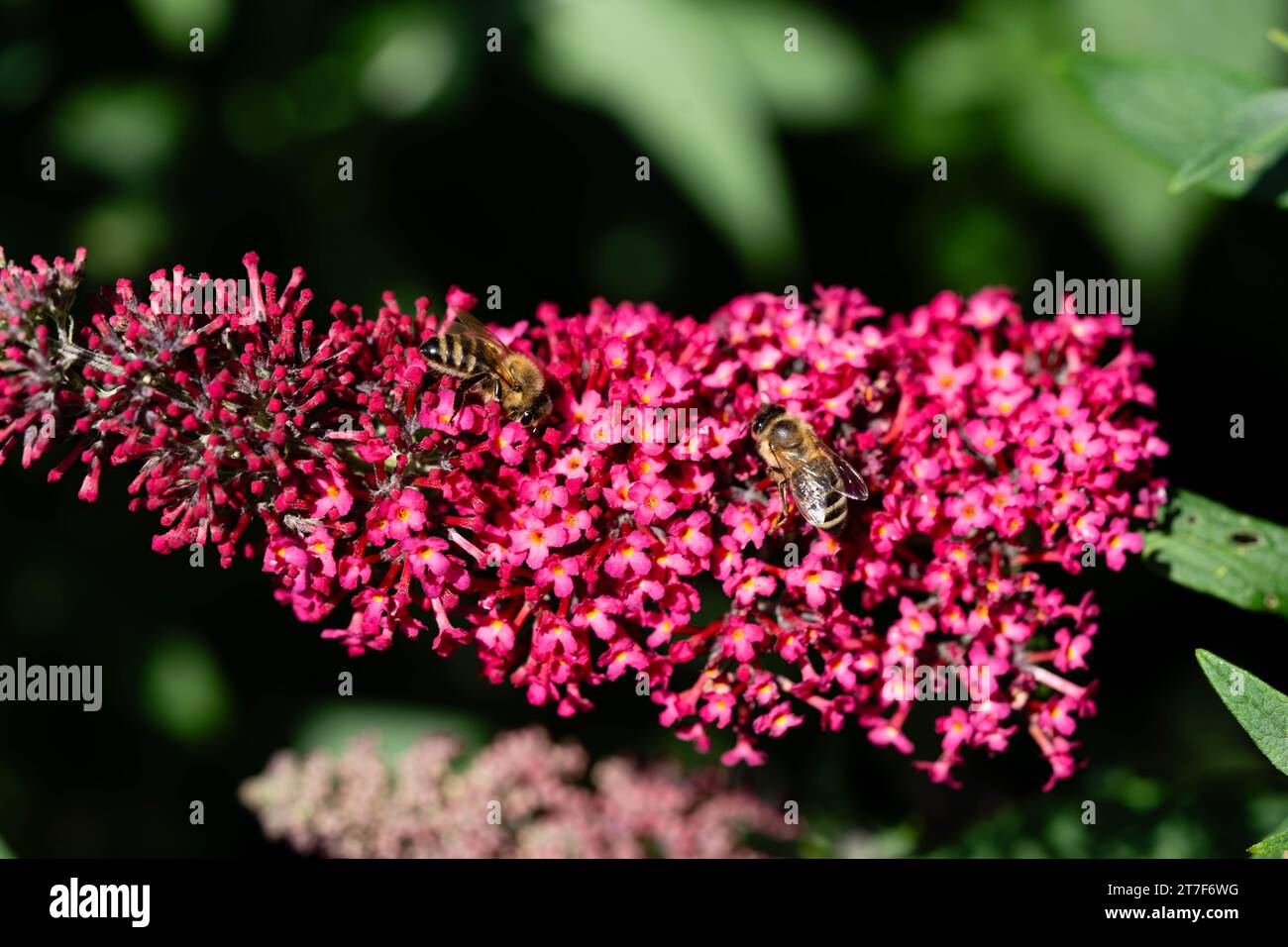 insects on the butterfly bush Buddleja davidii Stock Photo - Alamy