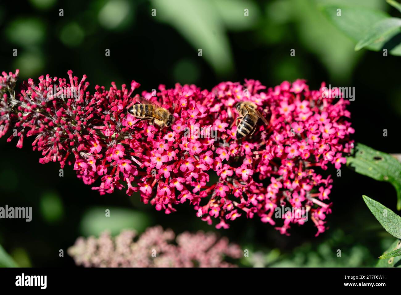 insects on the butterfly bush Buddleja davidii Stock Photo - Alamy