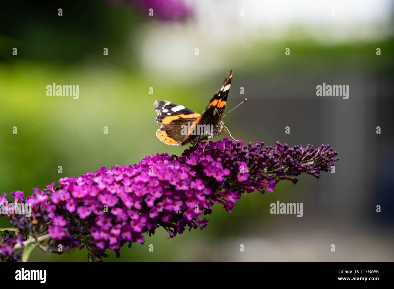 insects on the butterfly bush Buddleja davidii Stock Photo - Alamy