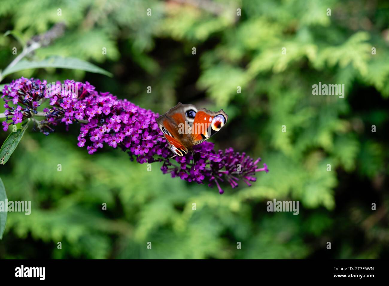 insects on the butterfly bush Buddleja davidii Stock Photo - Alamy