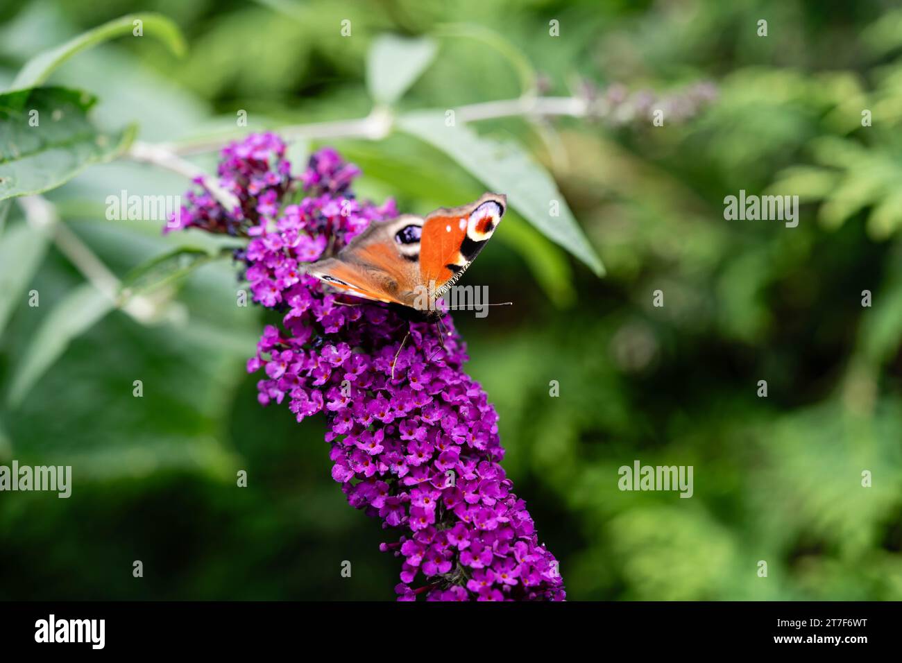 insects on the butterfly bush Buddleja davidii Stock Photo - Alamy