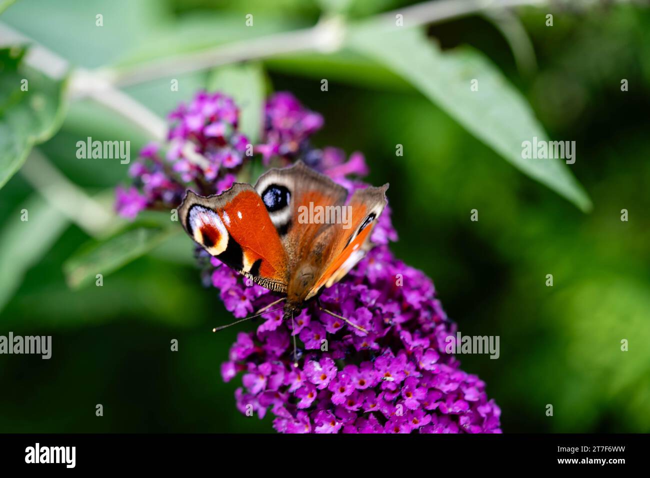 Bumble bee on pink buddleja davidii hi-res stock photography and images ...
