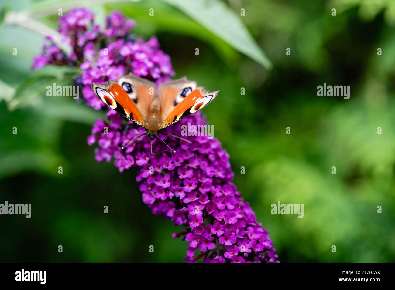 insects on the butterfly bush Buddleja davidii Stock Photo - Alamy