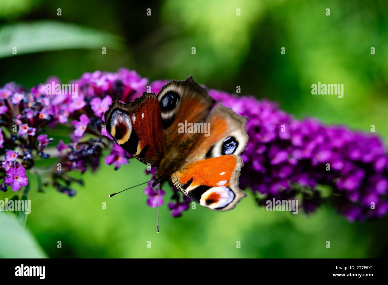 insects on the butterfly bush Buddleja davidii Stock Photo - Alamy