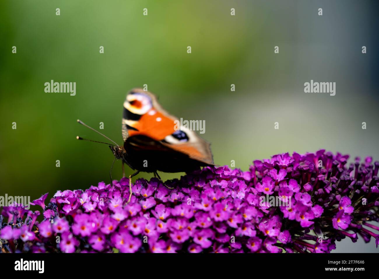 insects on the butterfly bush Buddleja davidii Stock Photo - Alamy
