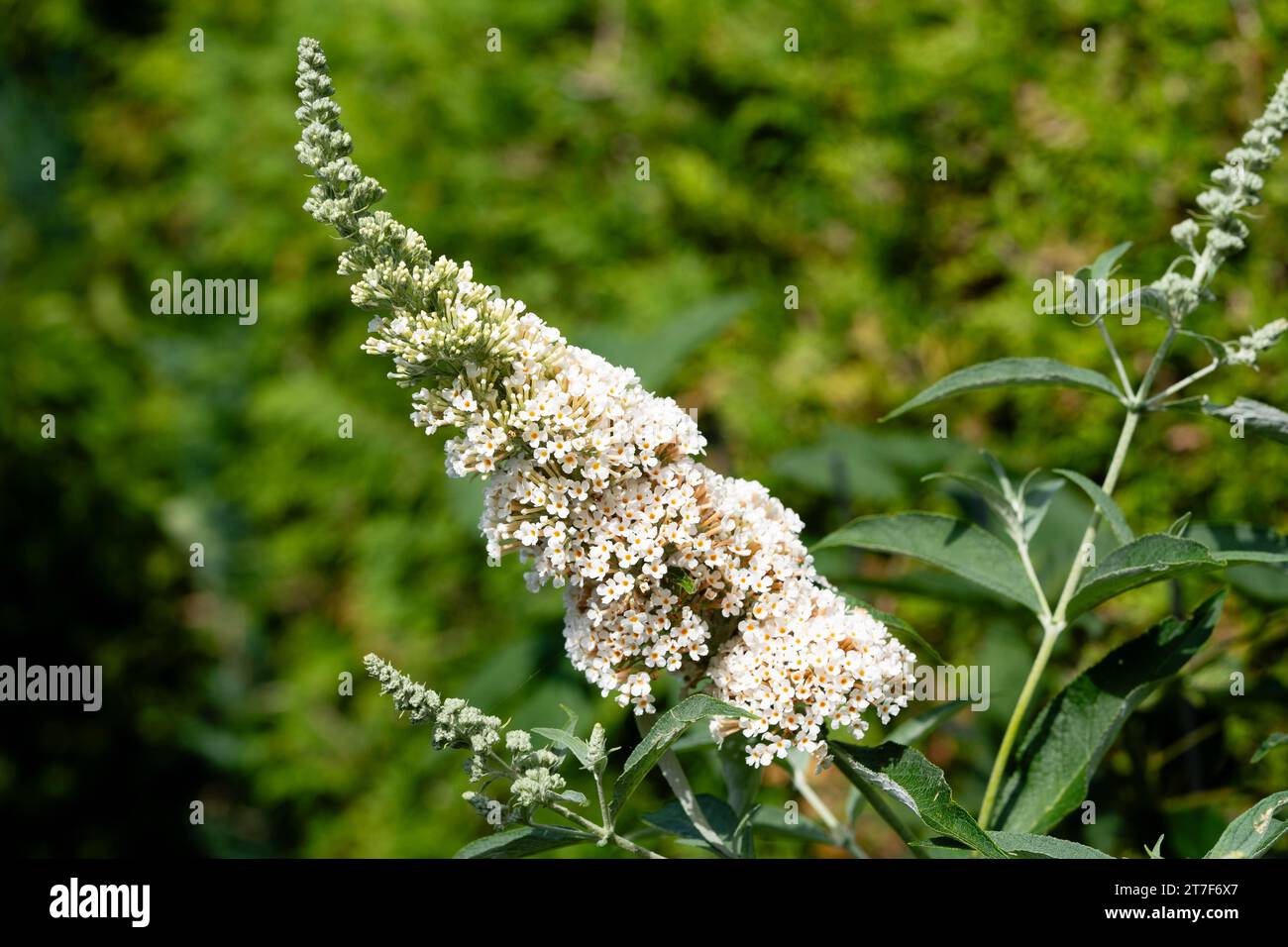 insects on the butterfly bush Buddleja davidii Stock Photo - Alamy