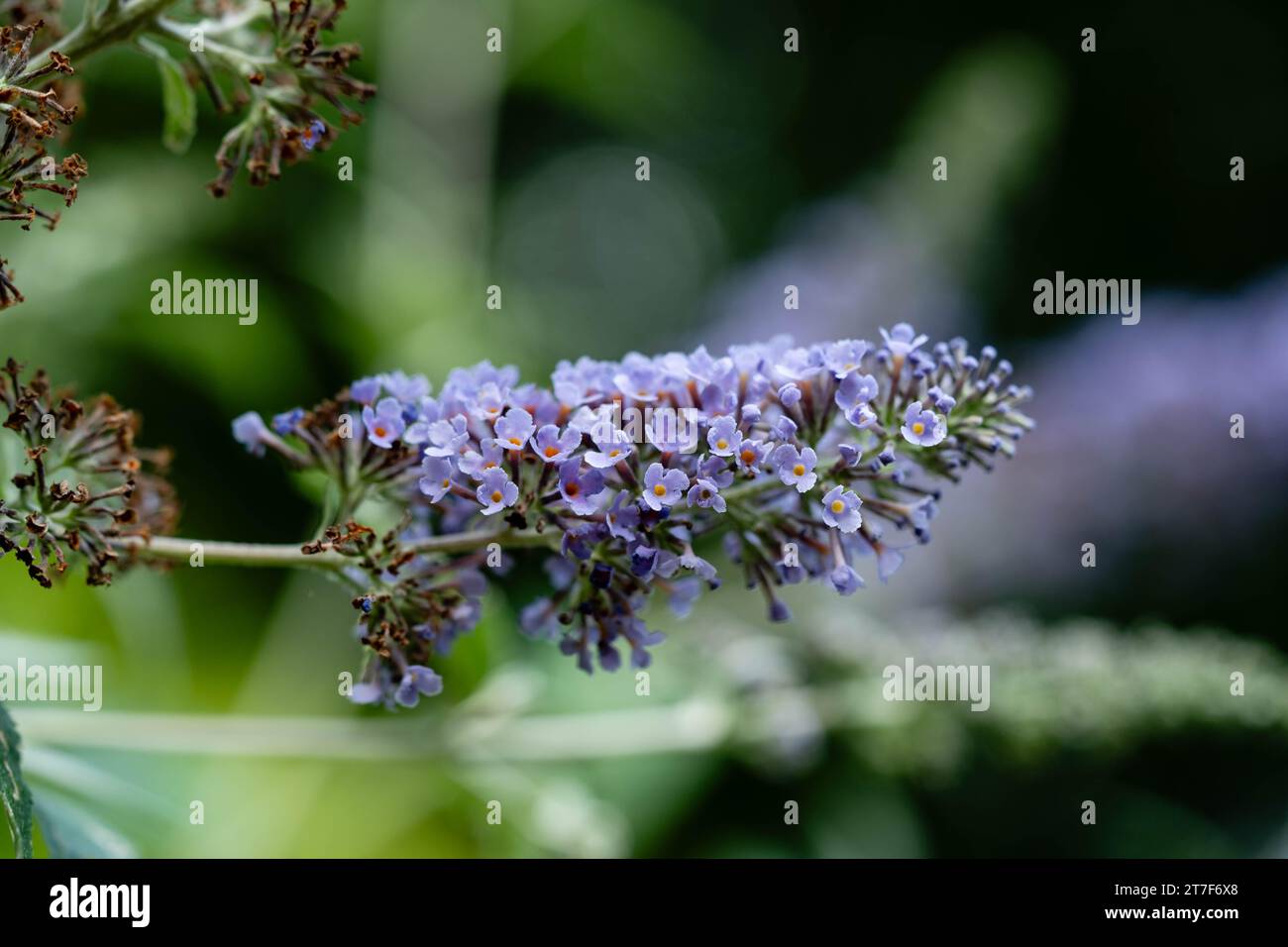 insects on the butterfly bush Buddleja davidii Stock Photo - Alamy