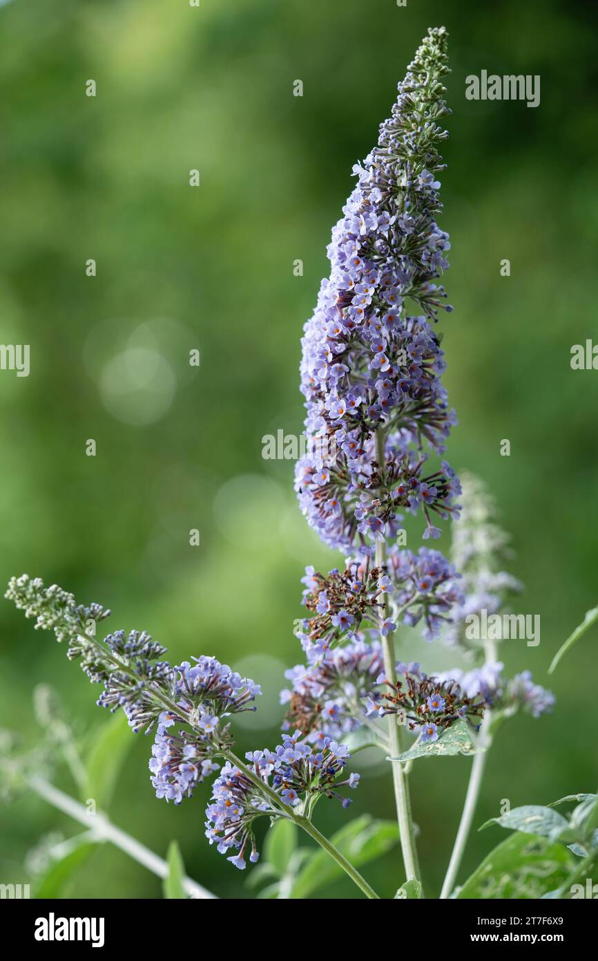 insects on the butterfly bush Buddleja davidii Stock Photo - Alamy
