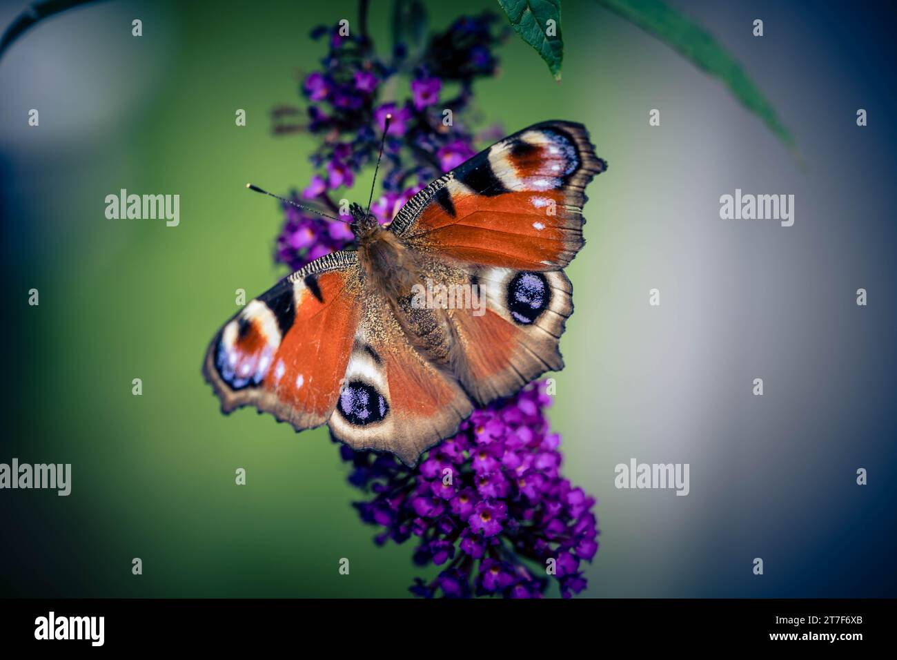 insects on the butterfly bush Buddleja davidii Stock Photo - Alamy