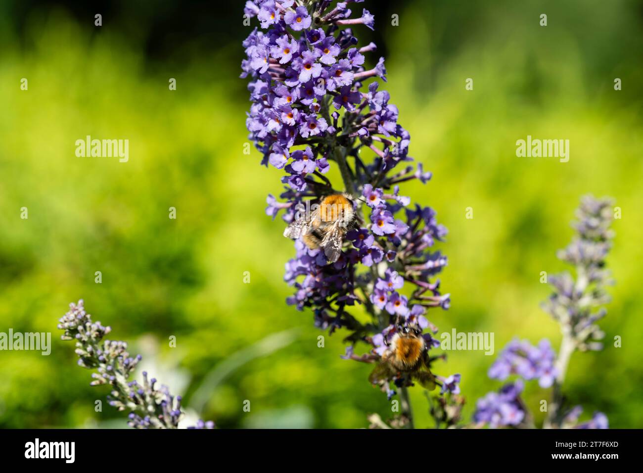 insects on the butterfly bush Buddleja davidii Stock Photo - Alamy