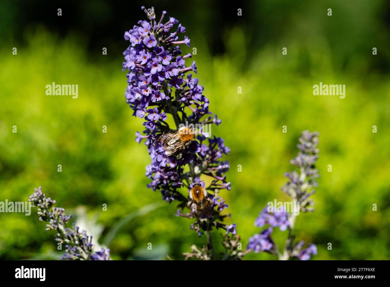 insects on the butterfly bush Buddleja davidii Stock Photo - Alamy