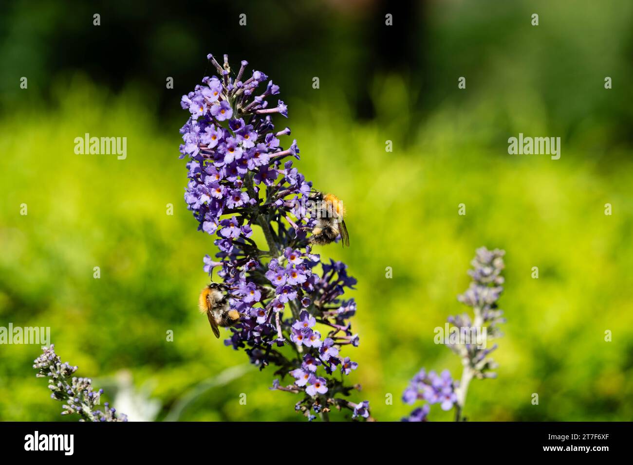 insects on the butterfly bush Buddleja davidii Stock Photo - Alamy