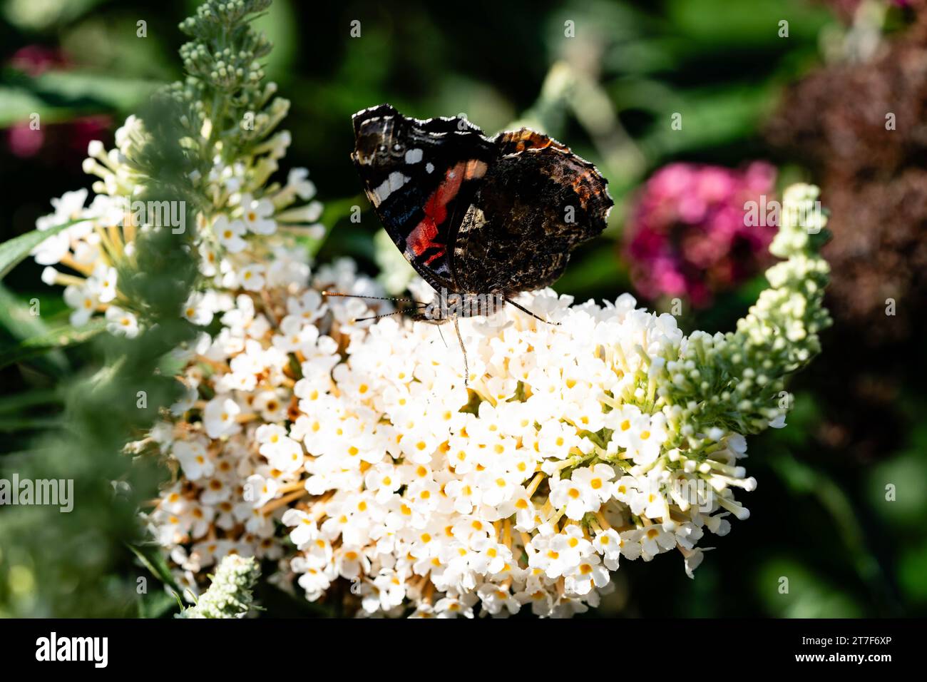 insects on the butterfly bush Buddleja davidii Stock Photo - Alamy
