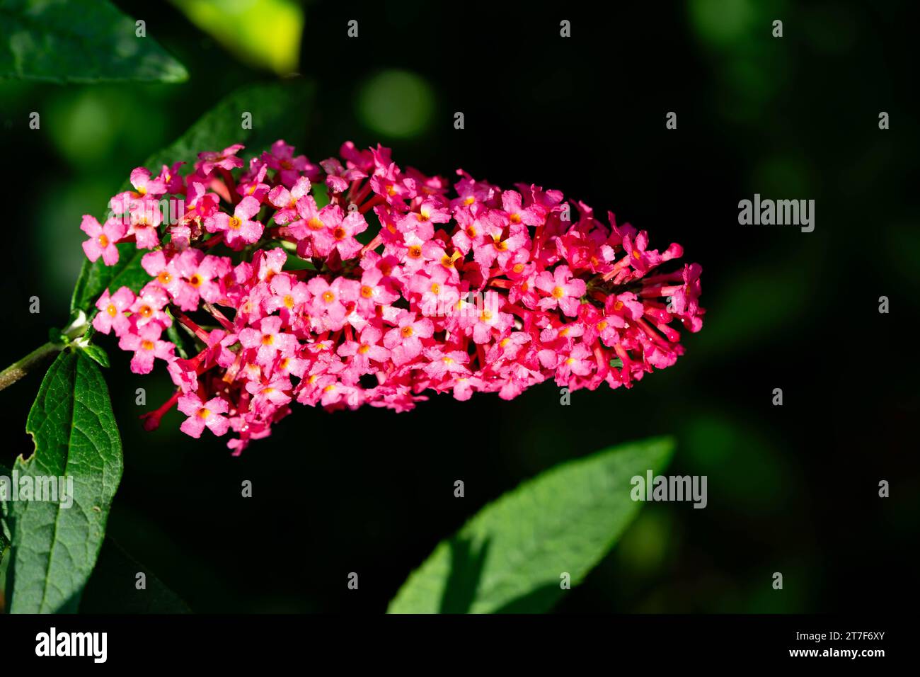 insects on the butterfly bush Buddleja davidii Stock Photo - Alamy