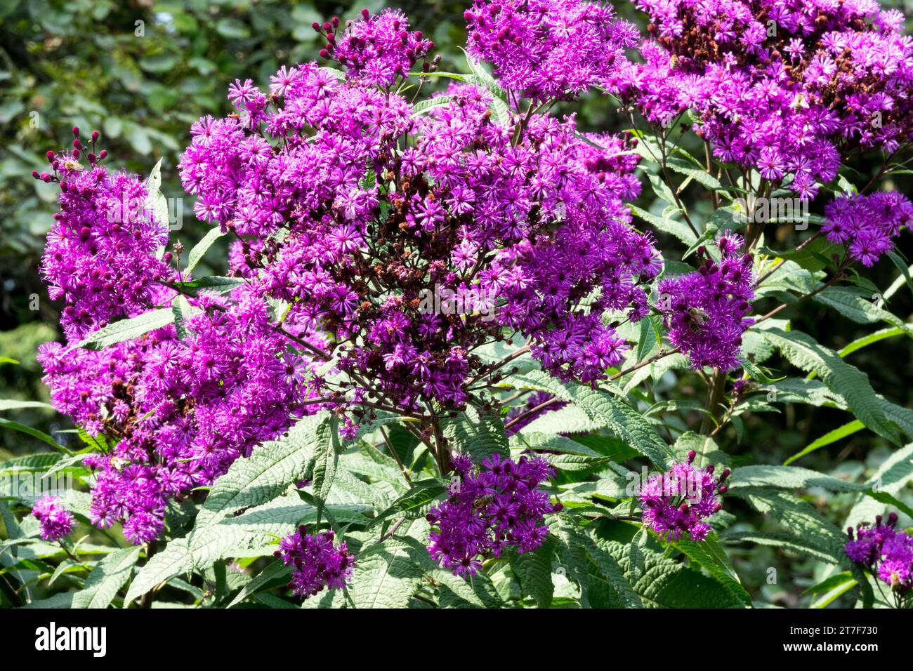 Tall Ironweed, Vernonia gigantea, Purple, Flower Stock Photo - Alamy