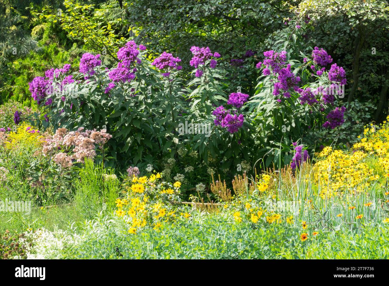 Vernonia gigantea, Giant Ironweed in Garden Stock Photo - Alamy