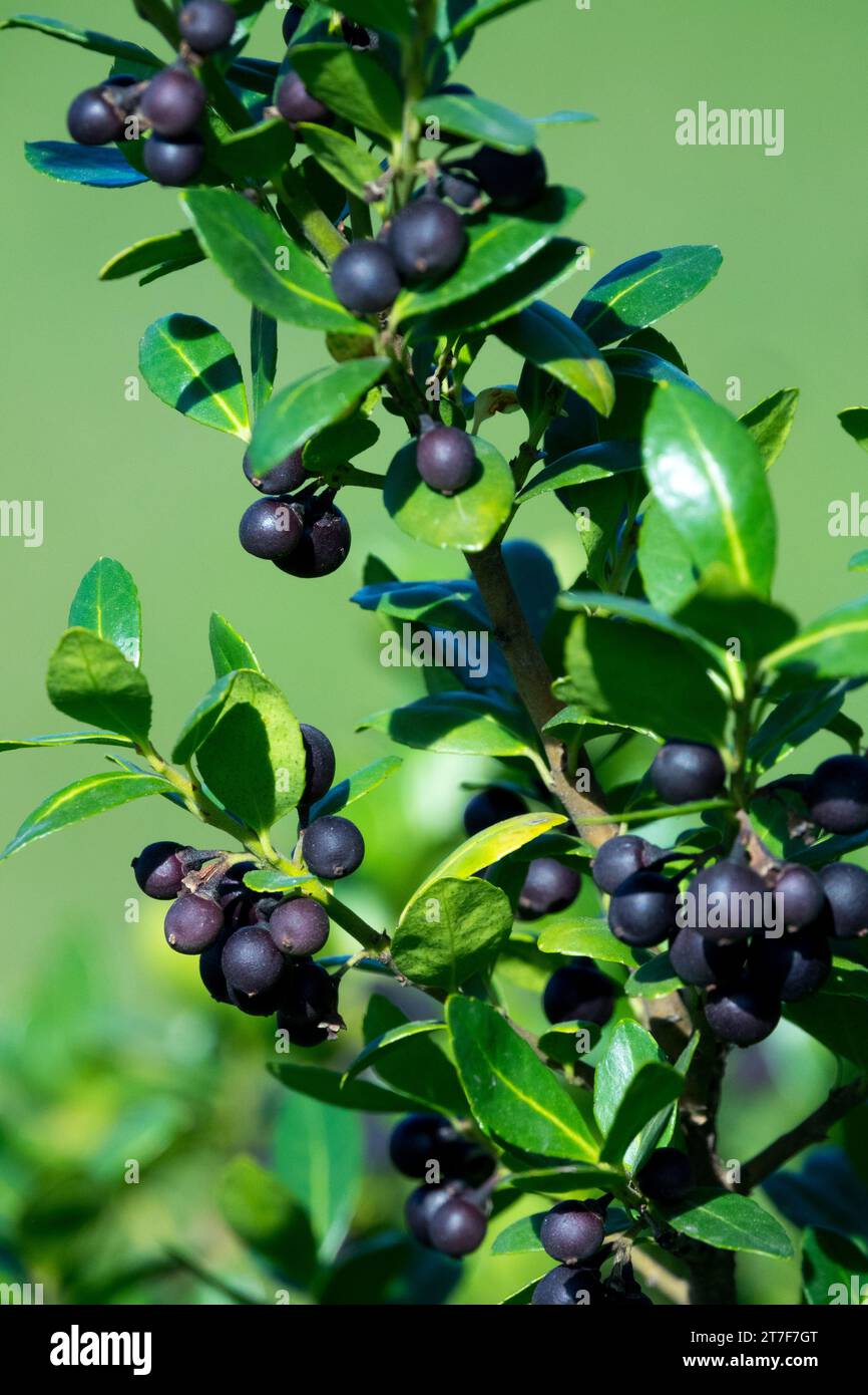 Ilex crenata hi-res stock photography and images - Alamy