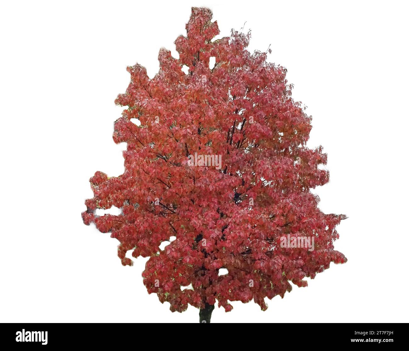Big white oak tree hi-res stock photography and images - Alamy