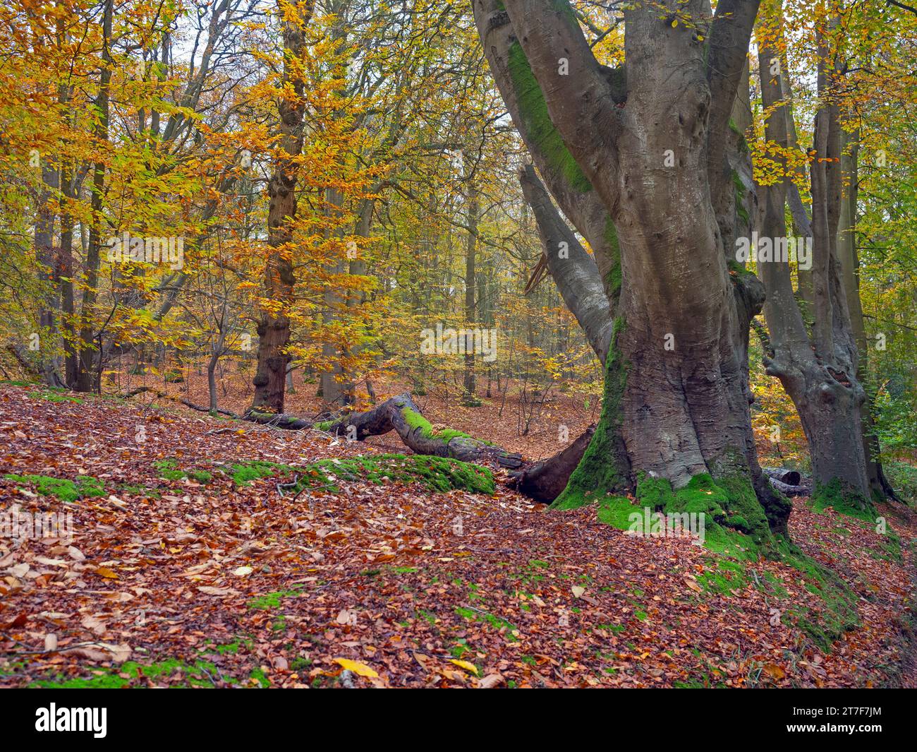 Fagus sylvatica uk autumn hi-res stock photography and images - Alamy