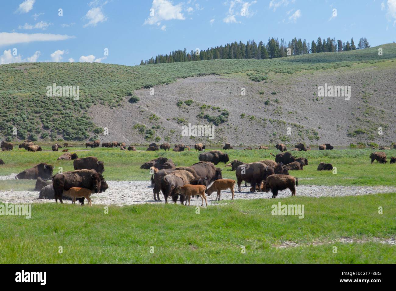 Stampede bison hi-res stock photography and images - Alamy