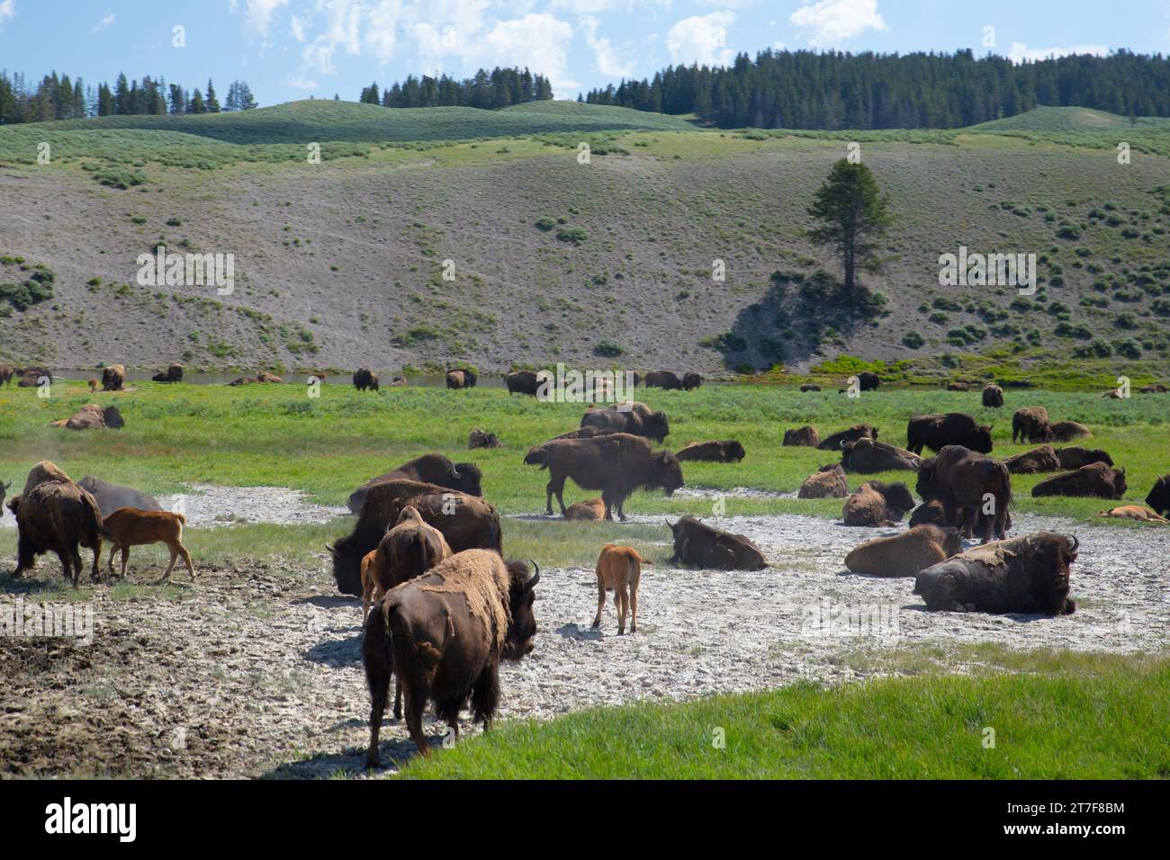 Stampede bison hi-res stock photography and images - Alamy