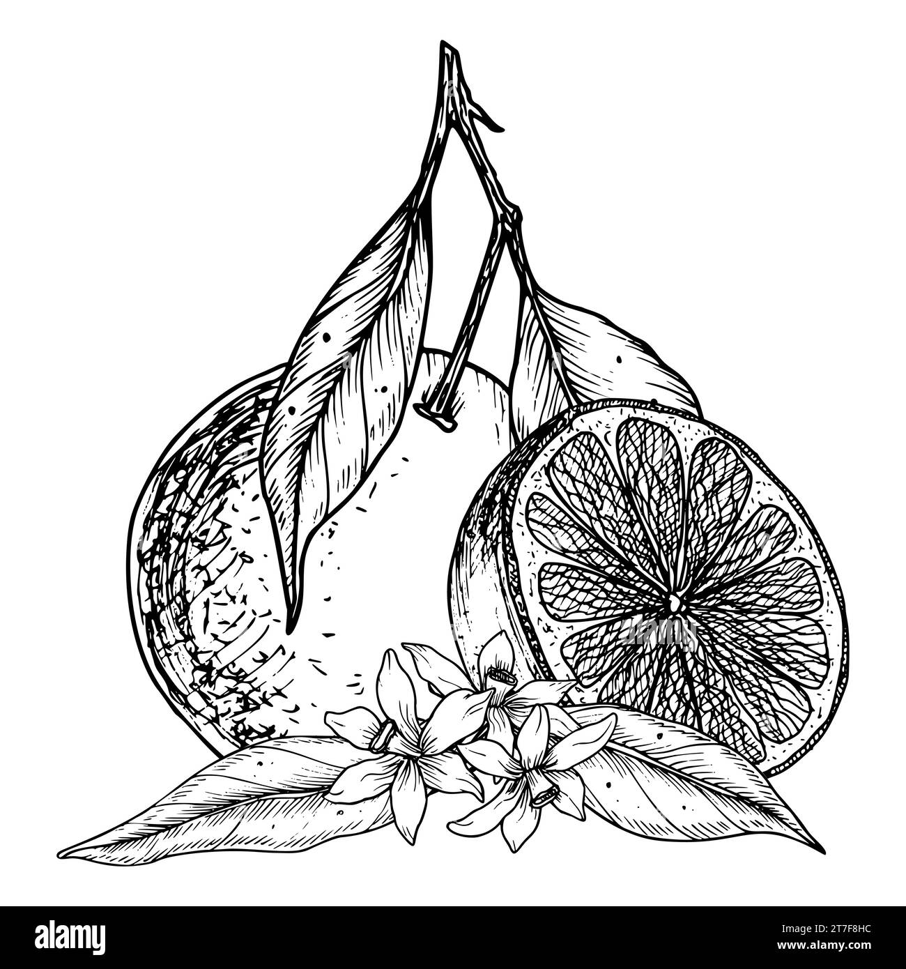 Orange fruit in black Black and White Stock Photos & Images - Alamy