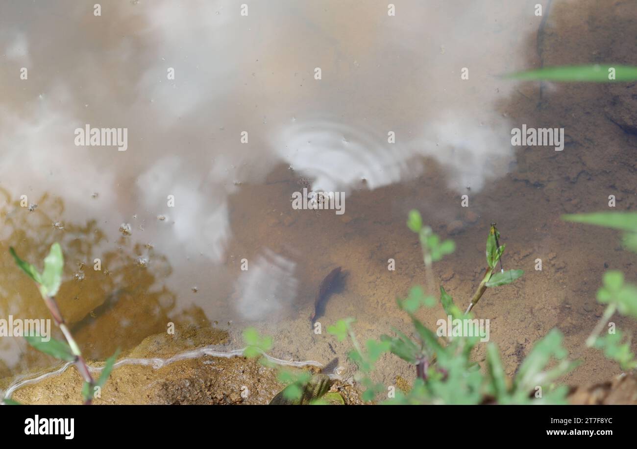 Overhead view of a small brownish frog floating on the water surface ...
