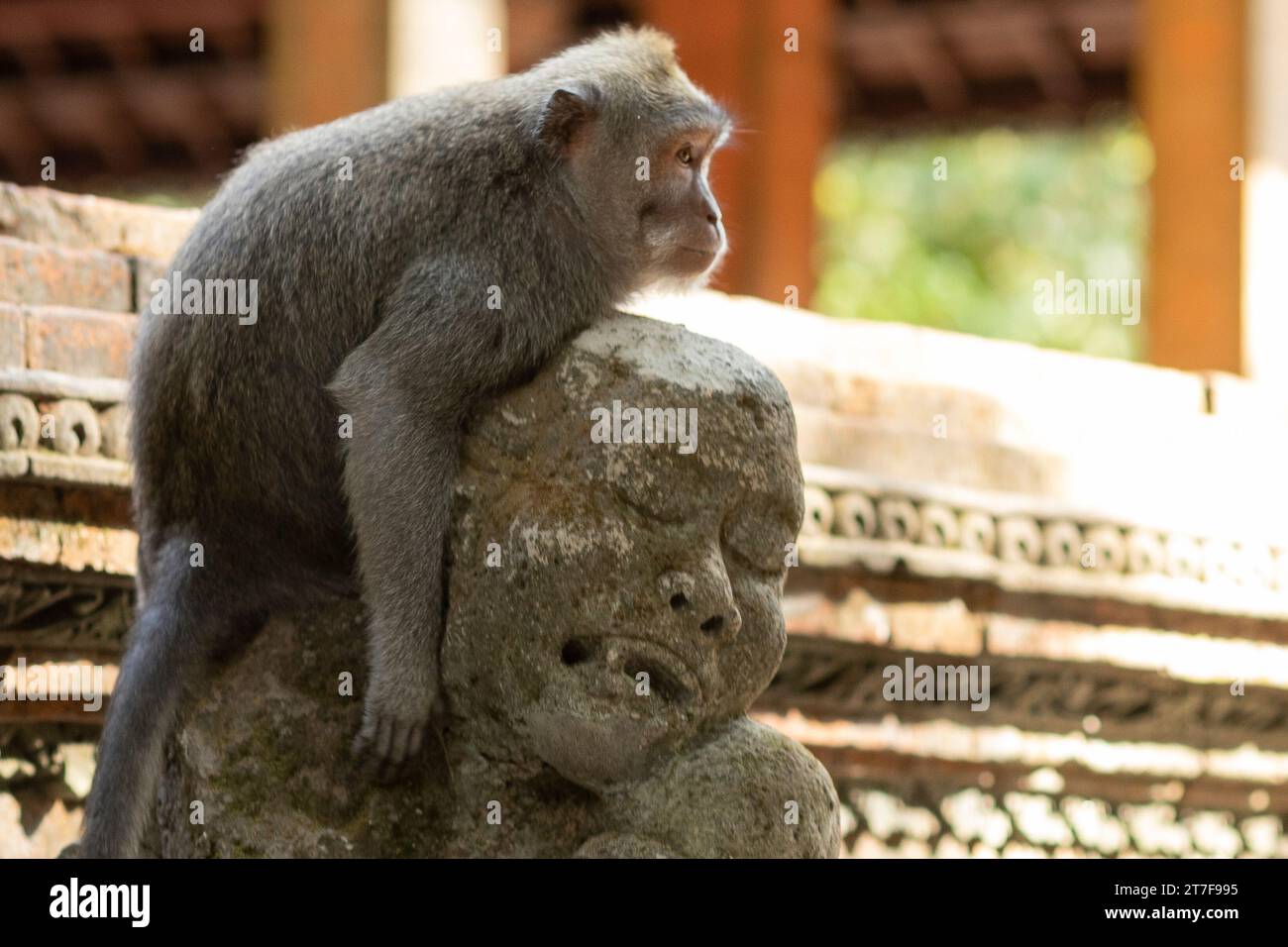 Macaques in monkey park in Ubud, Bali, Indonesia Stock Photo - Alamy