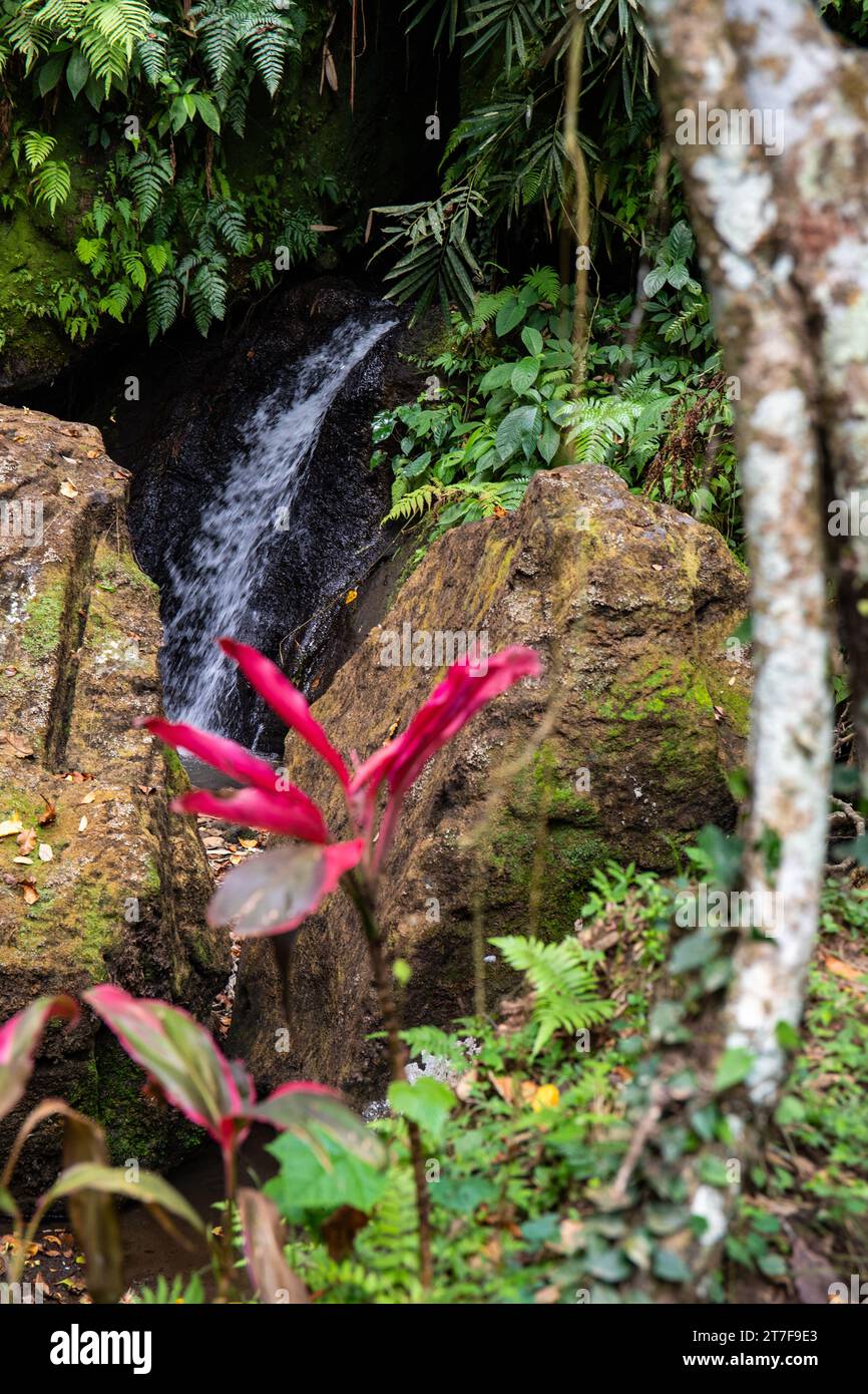A flying fox on a bush with flowers on the ground in Bali, Indonesia ...