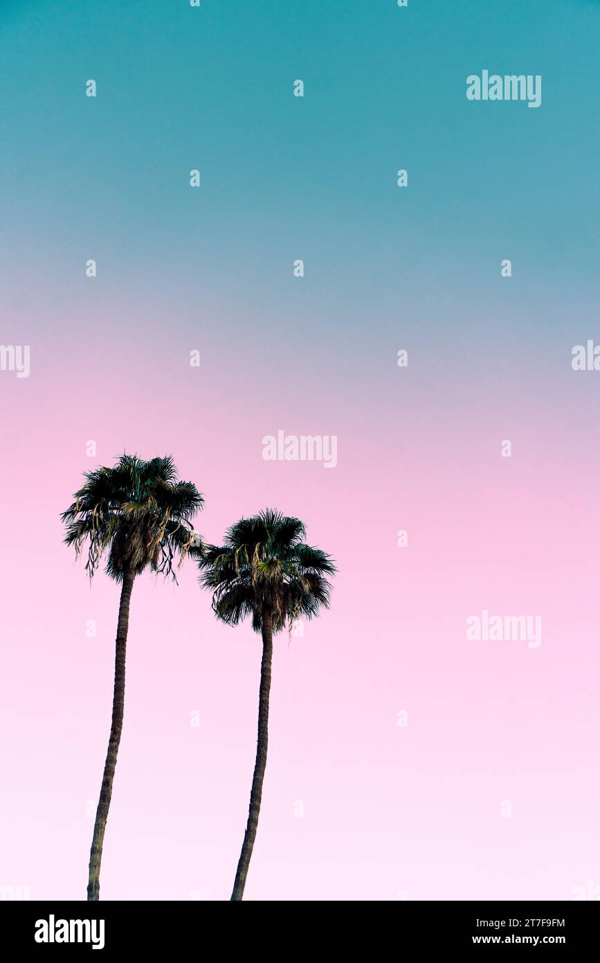 Two Palm Trees Stock Photo - Alamy