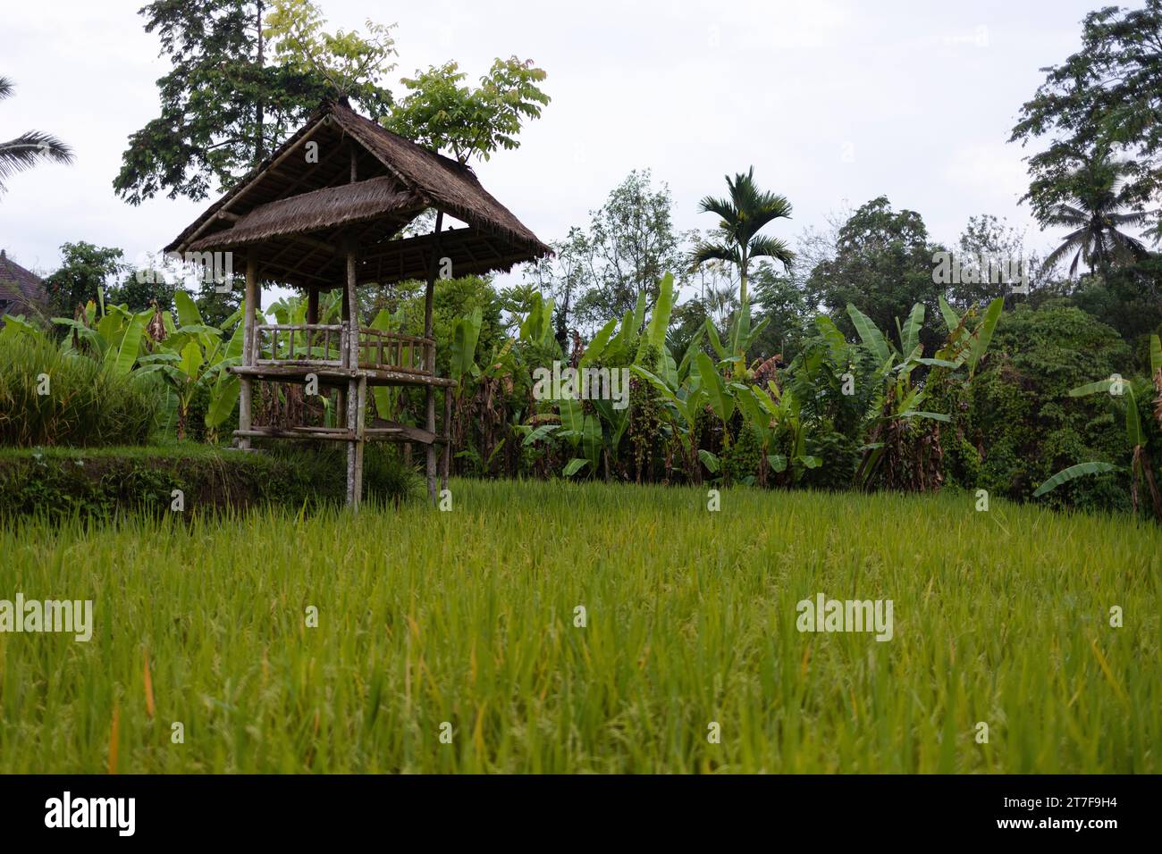 Bali rice plantation hi-res stock photography and images - Alamy