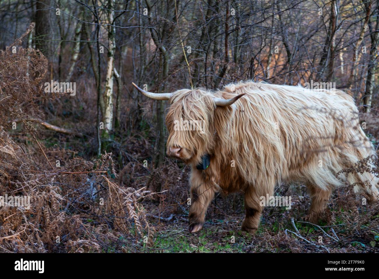 Tagged Highland cattle being used for conservation grazing at The Park ...