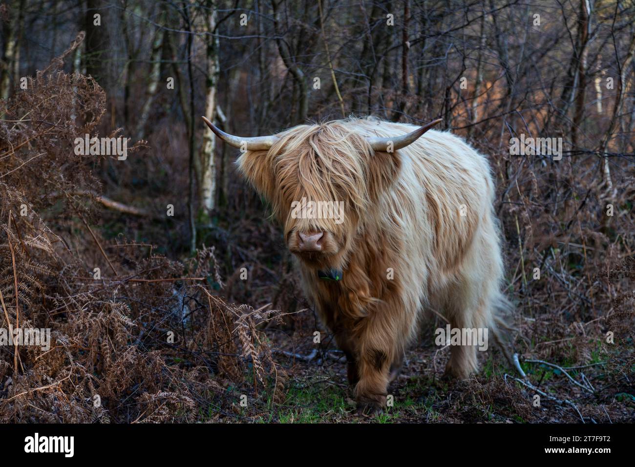 Tagged Highland cattle being used for conservation grazing at The Park ...