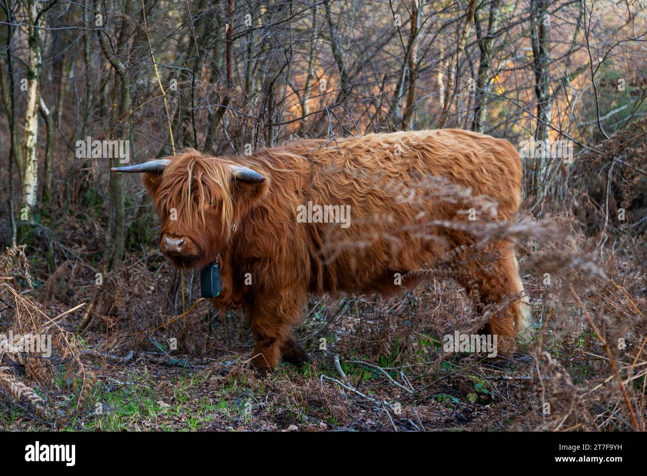 Tagged Highland cattle being used for conservation grazing at The Park ...