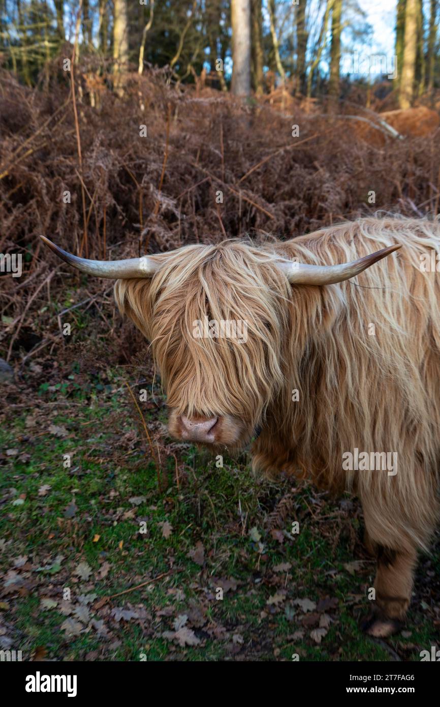 Tagged Highland cattle being used for conservation grazing at The Park ...