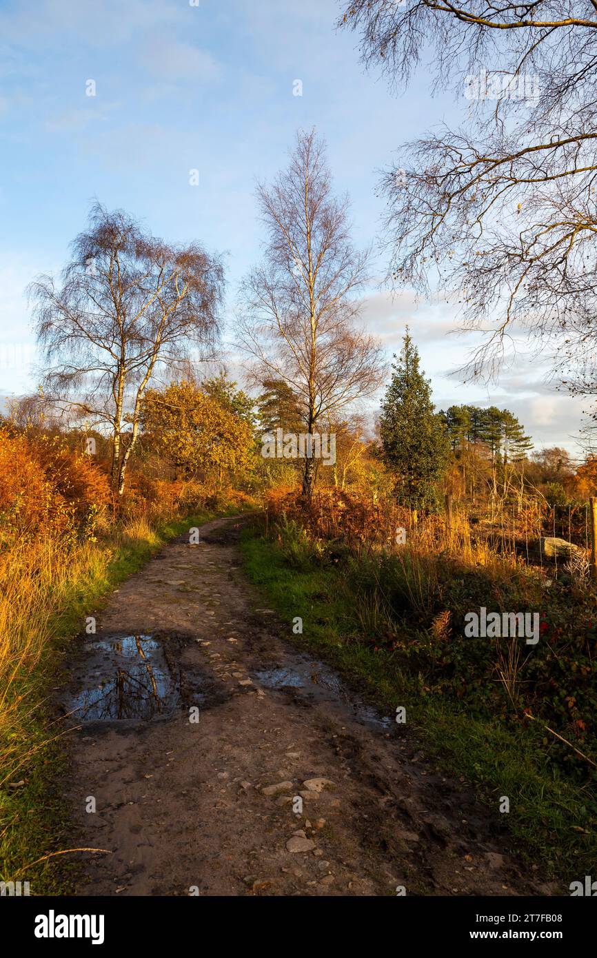 The Park, a Forestry England nature reserve in the Forest of Dean ...