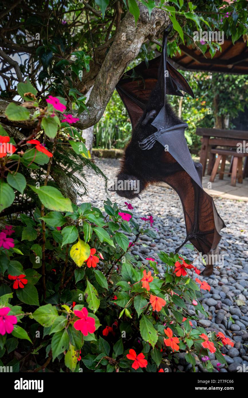 A flying fox on a bush with flowers on the ground in Bali, Indonesia ...