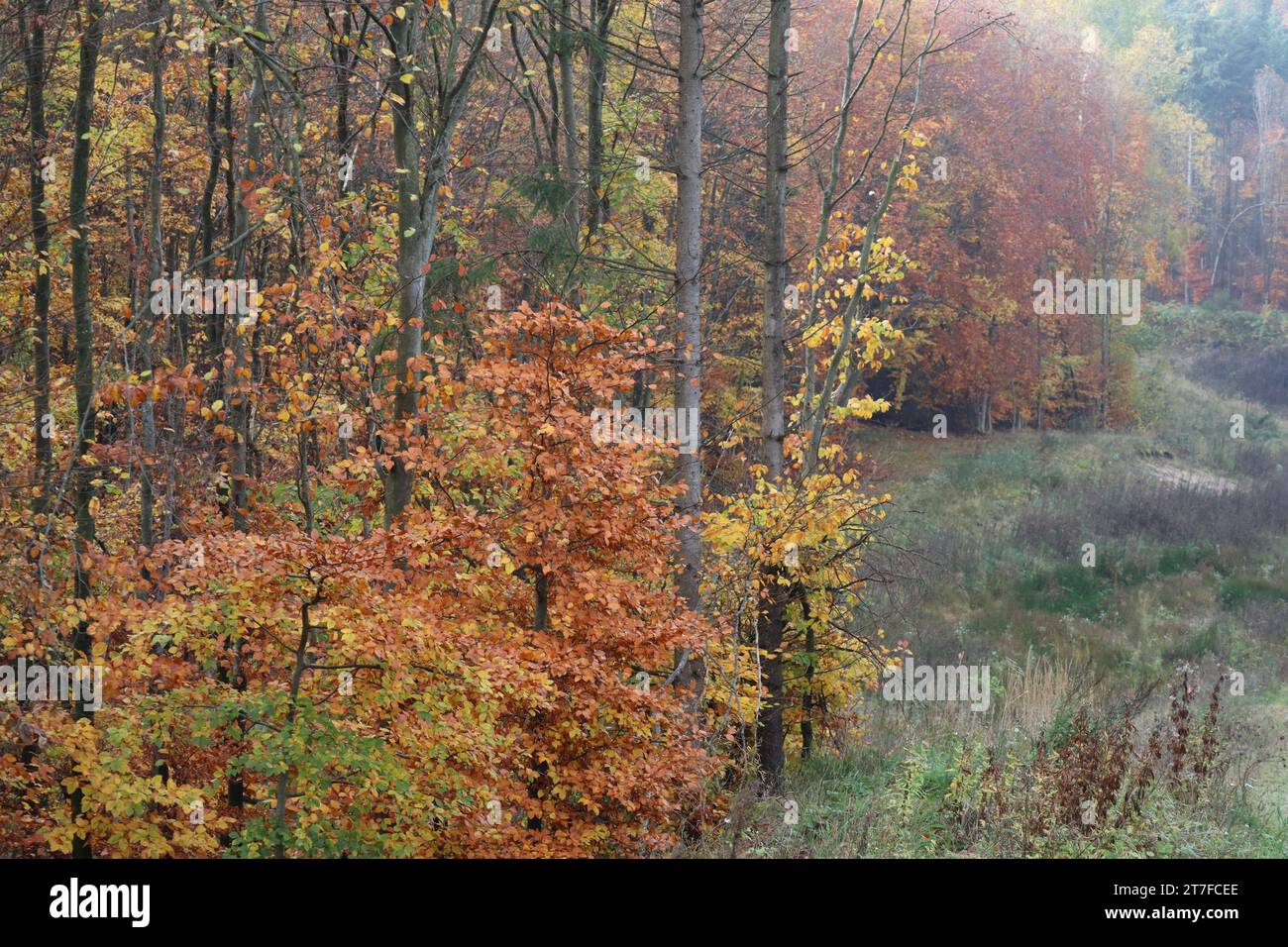 Replanted hi-res stock photography and images - Alamy