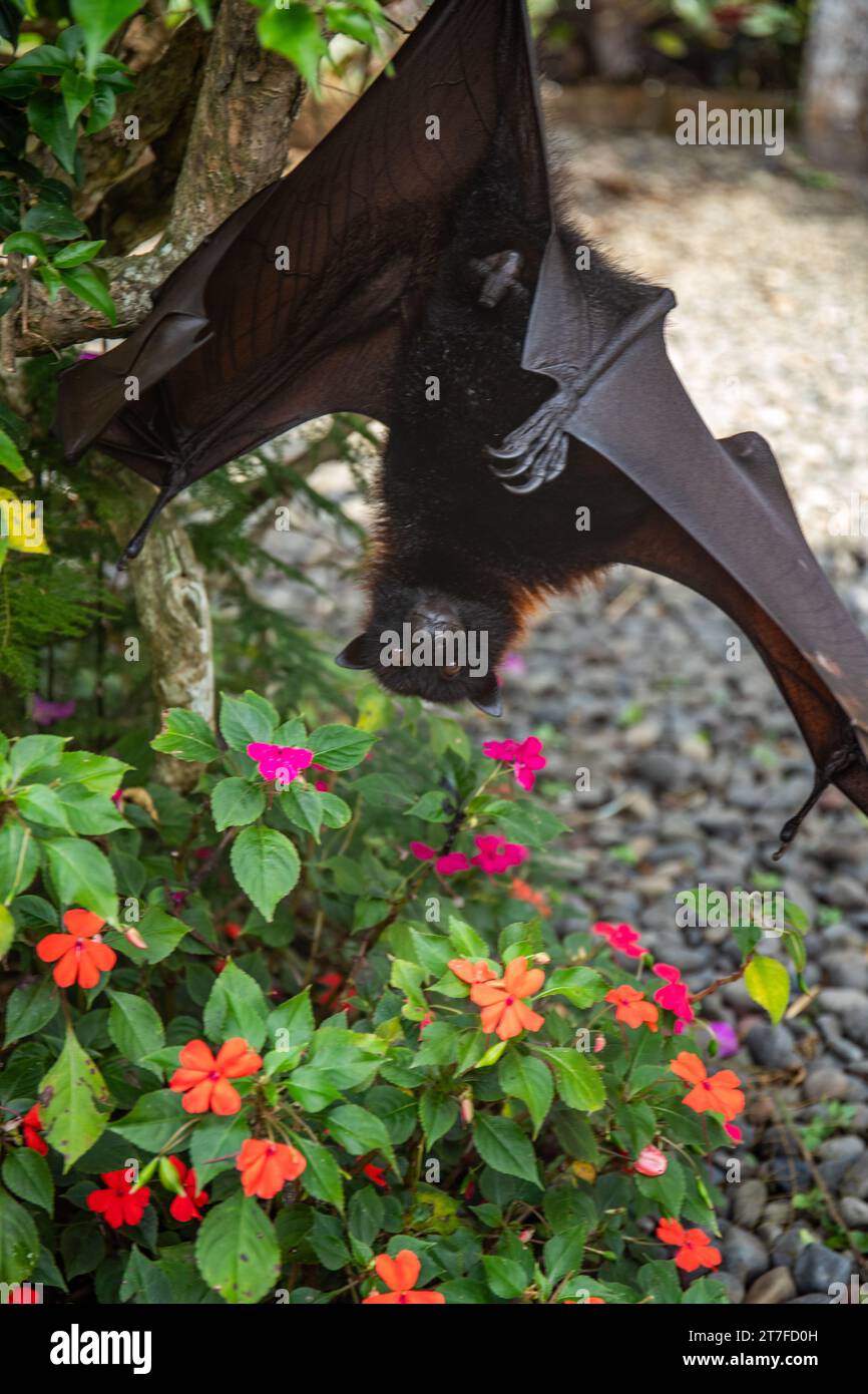 A flying fox on a bush with flowers on the ground in Bali, Indonesia ...