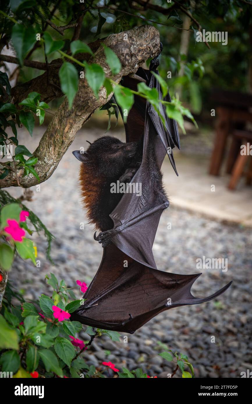 A flying fox on a bush with flowers on the ground in Bali, Indonesia ...