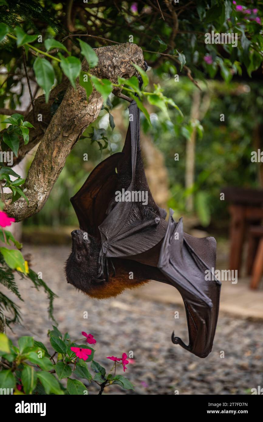 A flying fox on a bush with flowers on the ground in Bali, Indonesia ...